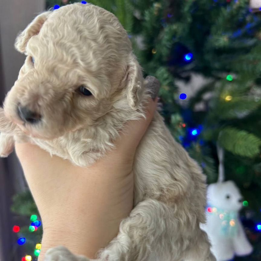 Той-пудель, щенок