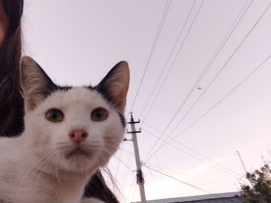 Кошка брошенная хозяевами