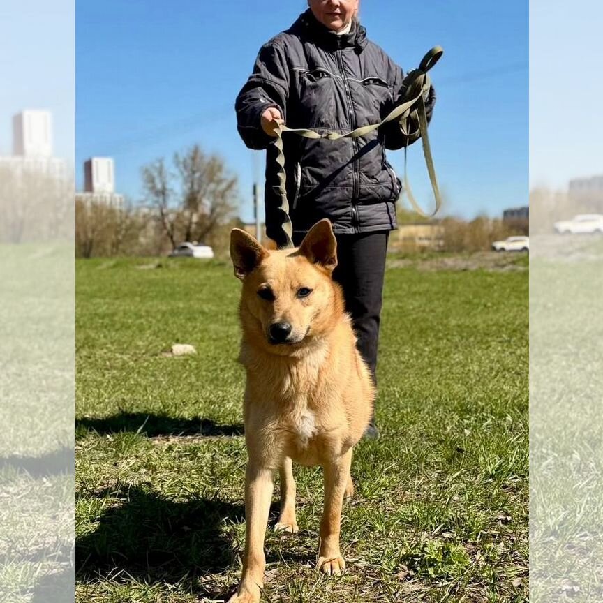 Взрослый пёс в добрые руки