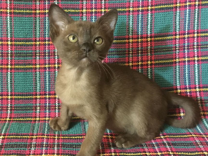 Европейская Бурма - котята