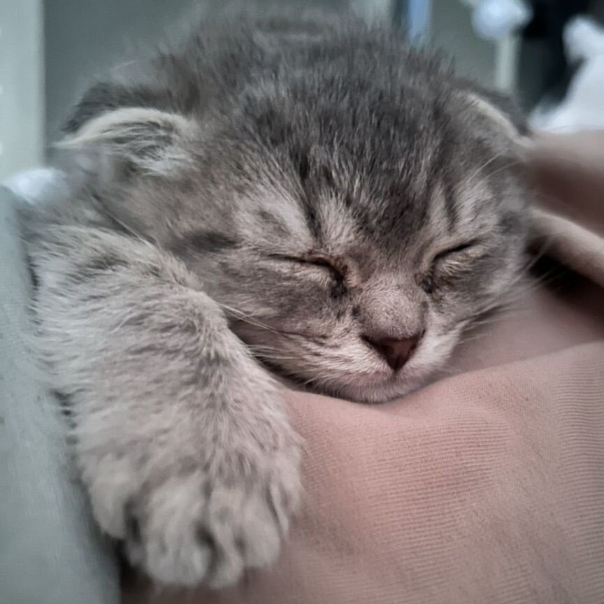 Шотландский котенок
