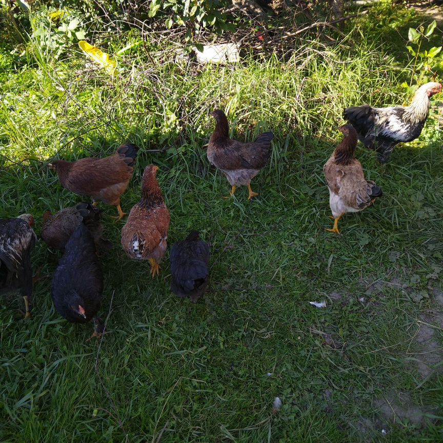 Куры молодки