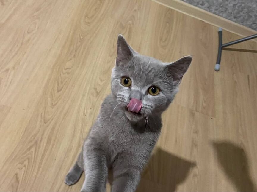 Британец серый