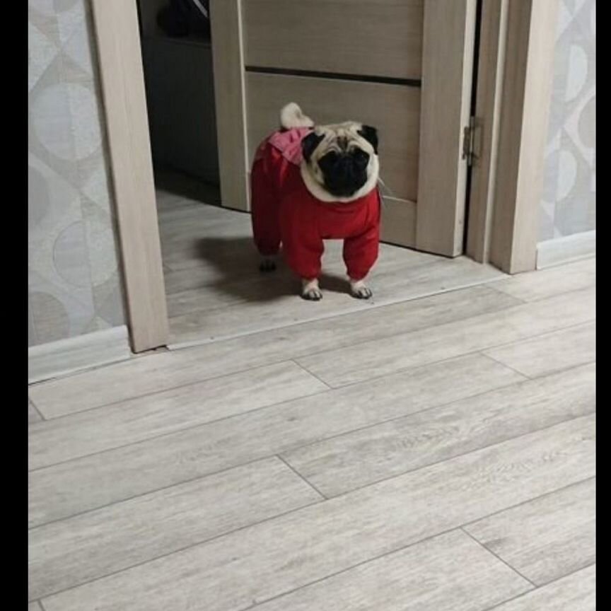 Комбинезон для собаки осенний