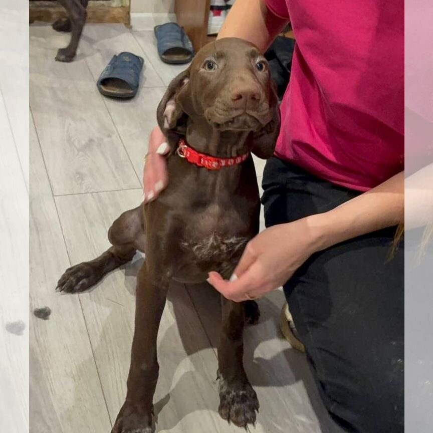 Курцхаар, щенок