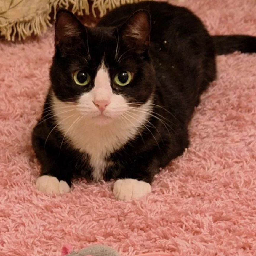 Взрослая, Девочка кошка в добрые руки