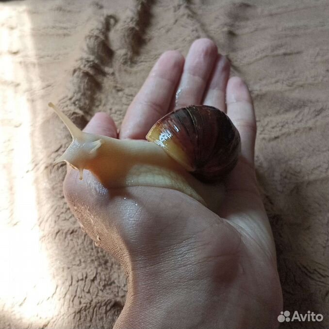 Улитка ахатины Альбино боди