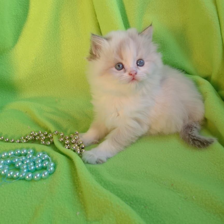 Котята Шотландские