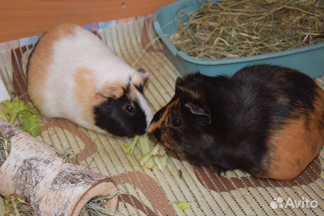 Морские свинки девочки