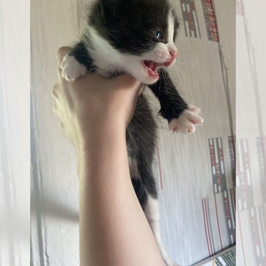 Котята в добрые руки бесплатно