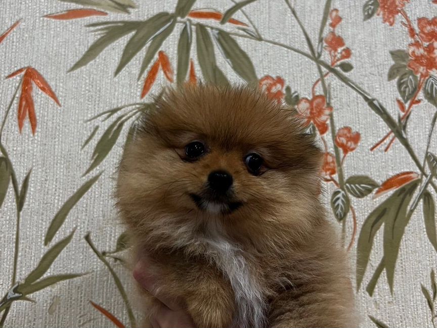 Померанский шпиц