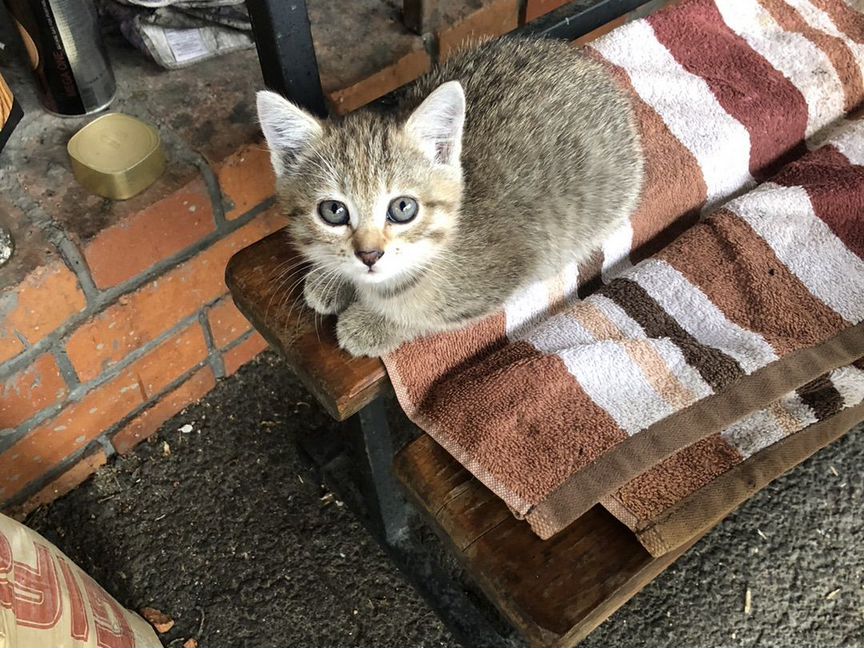 Котенок кошечка