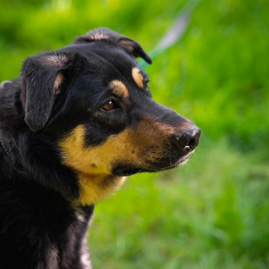 Собака в добрые руки. Бесплатная доставка