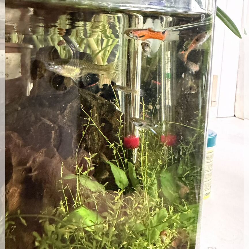 Гуппи эндлера