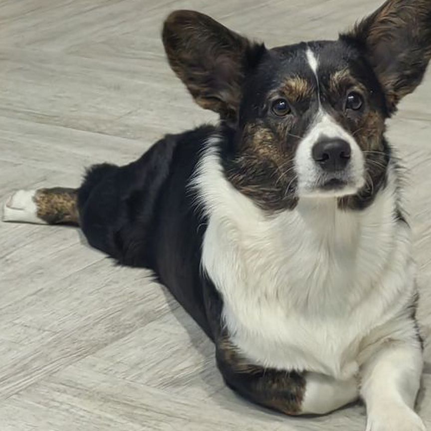 Вельш Корги Кардиган, щенок