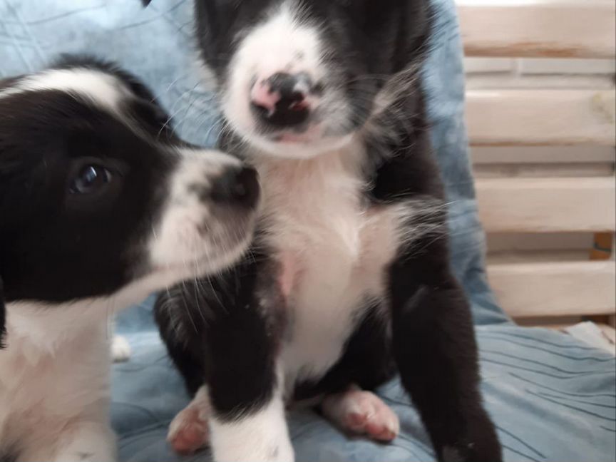 Мальчики лапочки в добрые руки