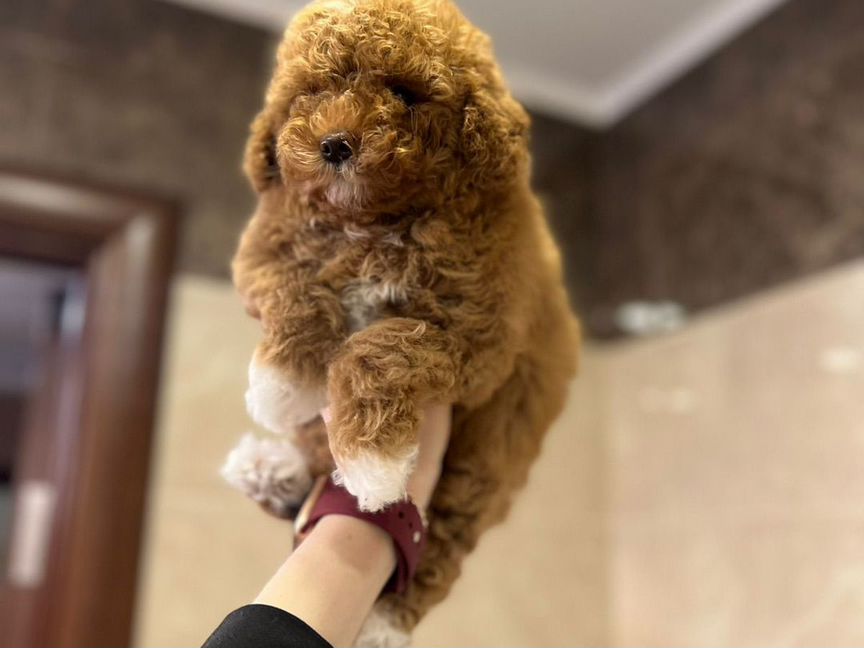 Мальтипу эксклюзив девочка мишка тедди