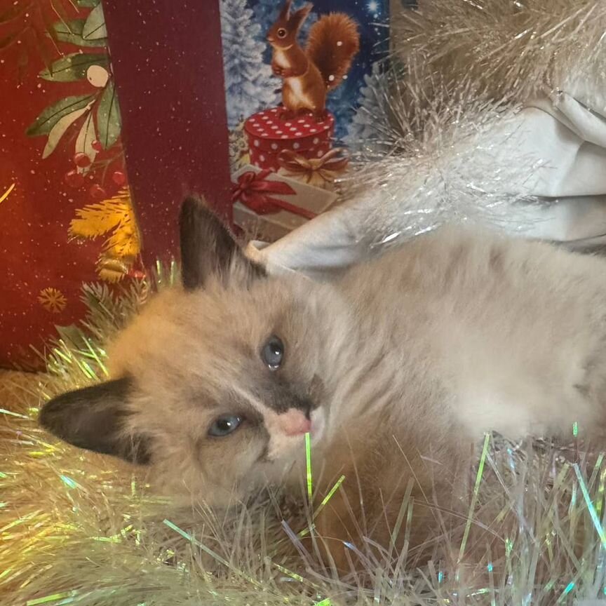 Котёнок