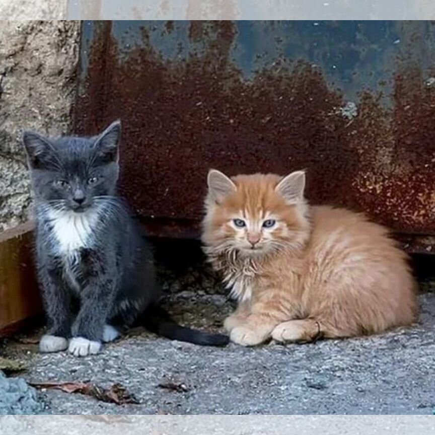 Спасёныши котятки, очень хотят домой