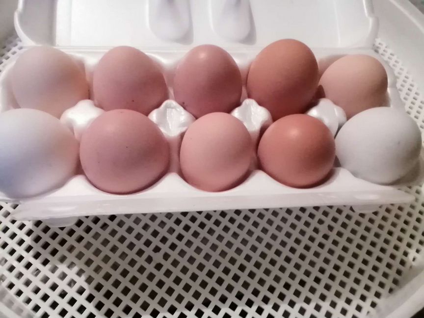 Инкубационное яйцо от своих домашних кур доминанты