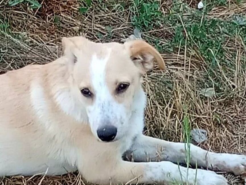 Щенок мальчик ласковый отдам бесплатно