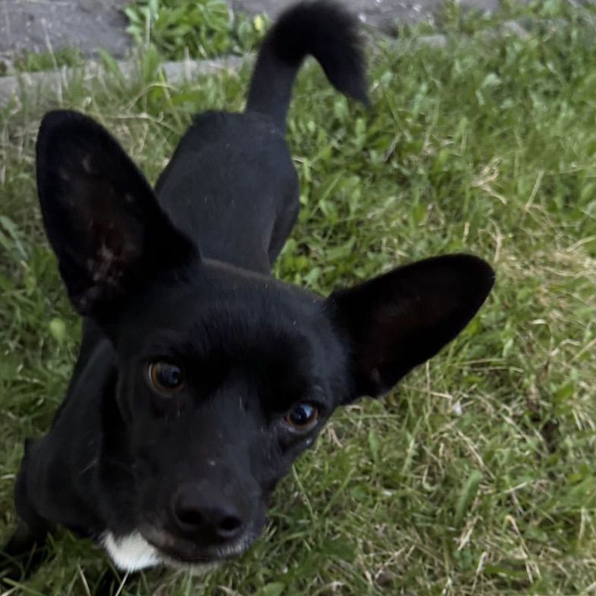 Взрослый пёс в добрые руки