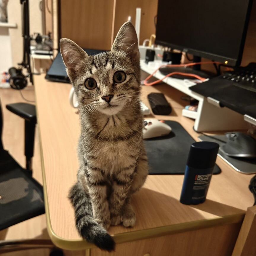Котенок Пикс