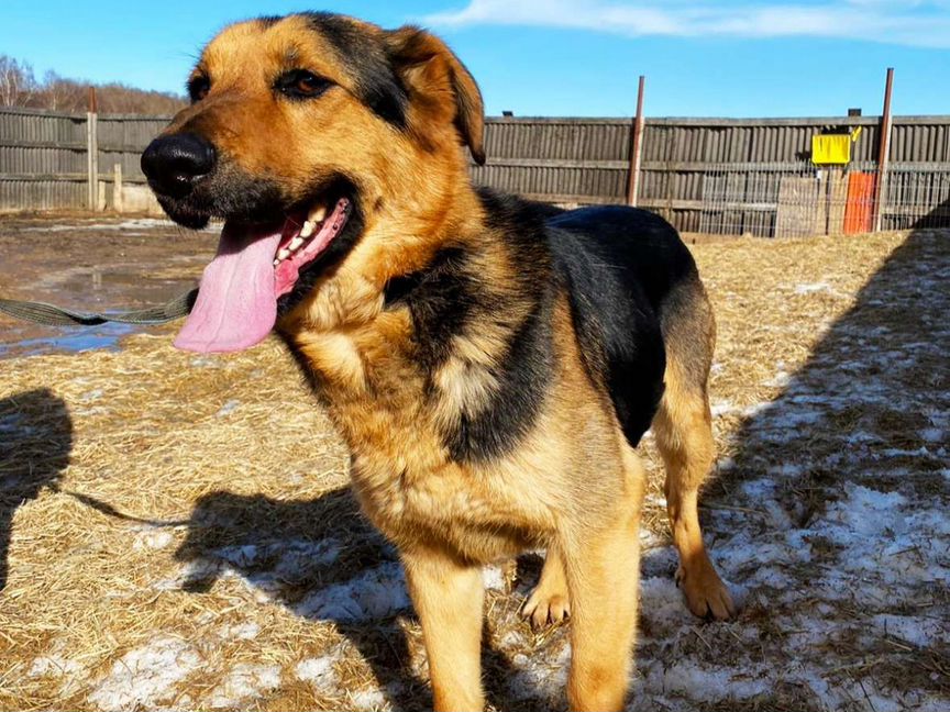 Овчарка метис ищет хозяина