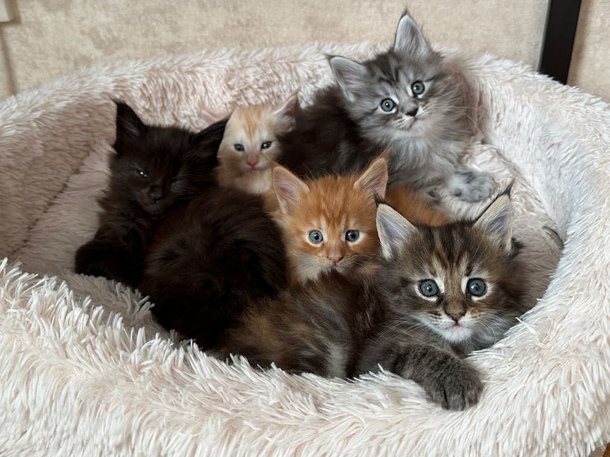Котята мейн-кун