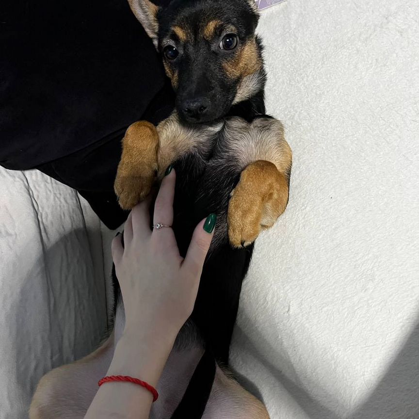 Собака в добрые руки