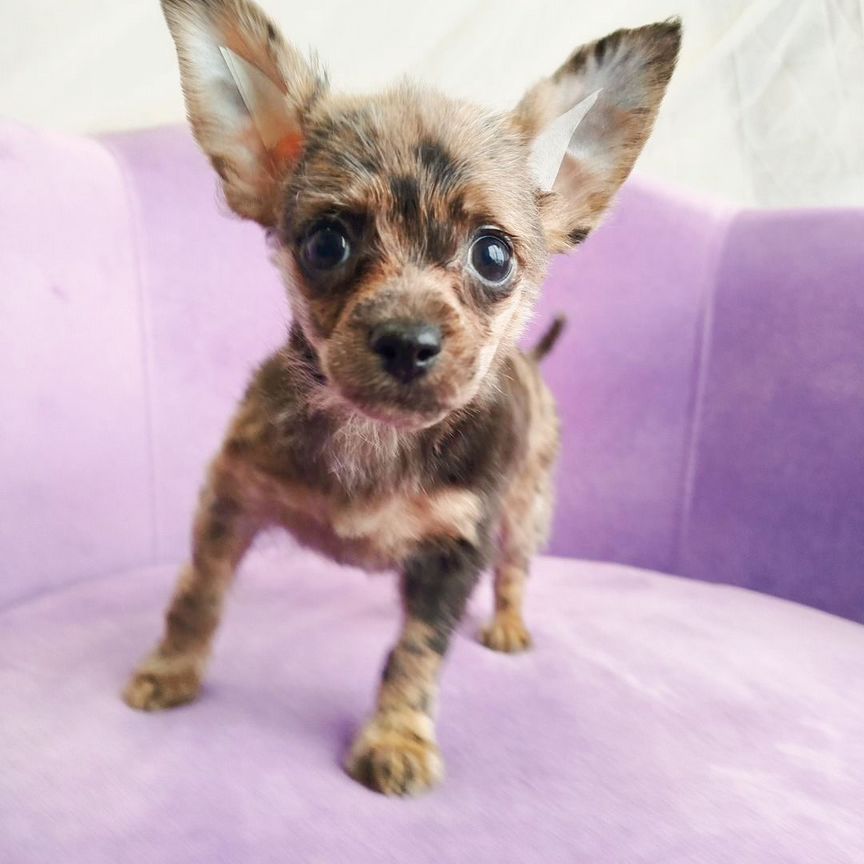 Чихо той малчик