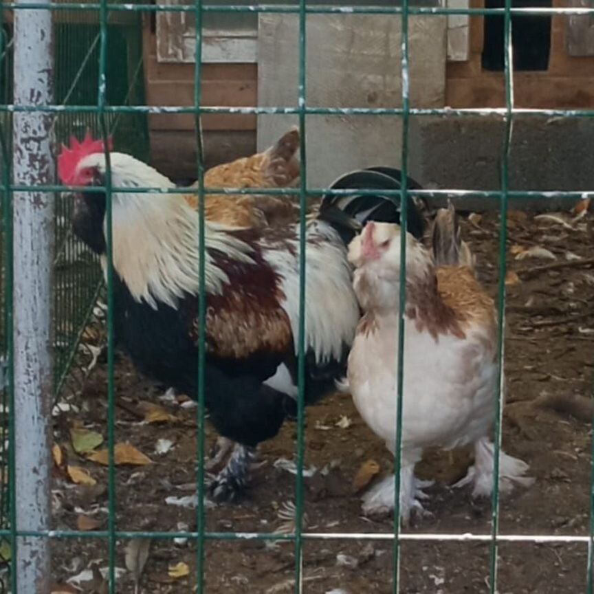Куры петух фавероль