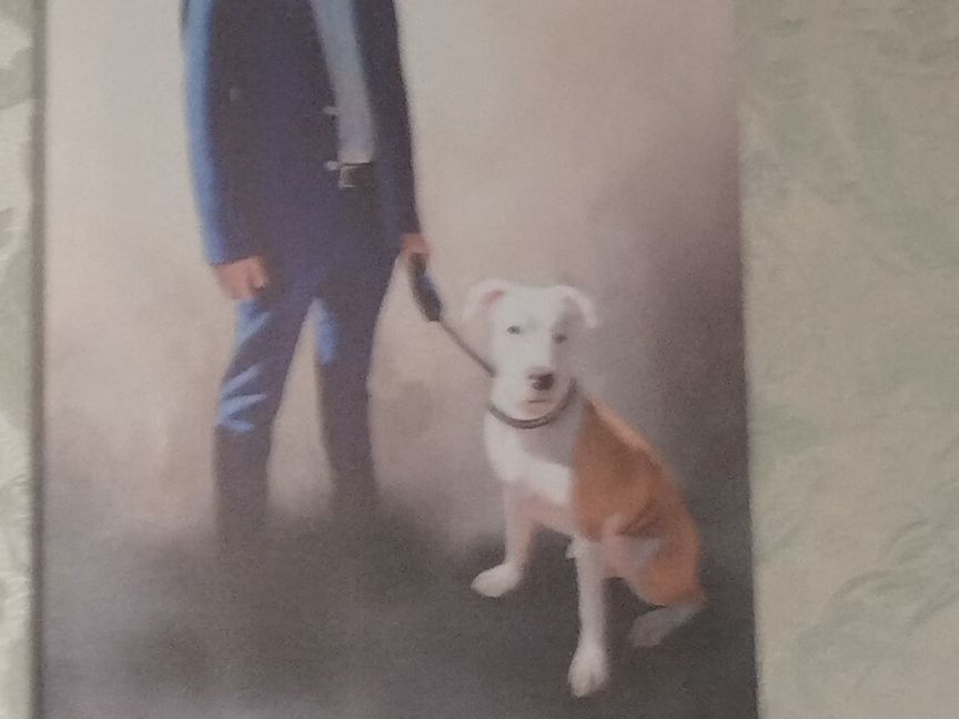 Отдам собаку в добрые руки