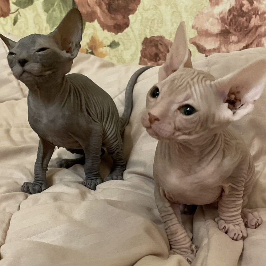 Донской сфинкс котёнок