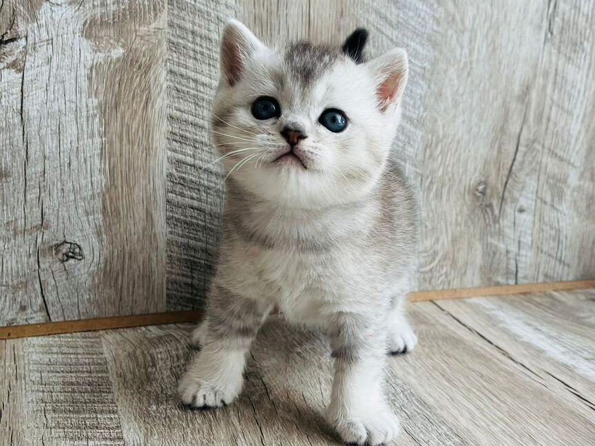 Шатланские котята