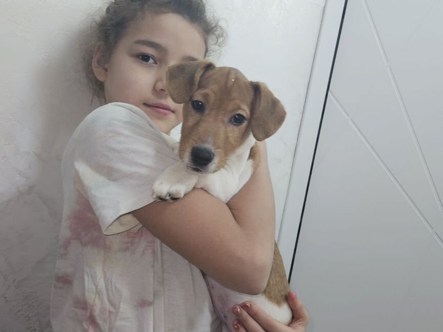 Щенки джек Рассел терьер