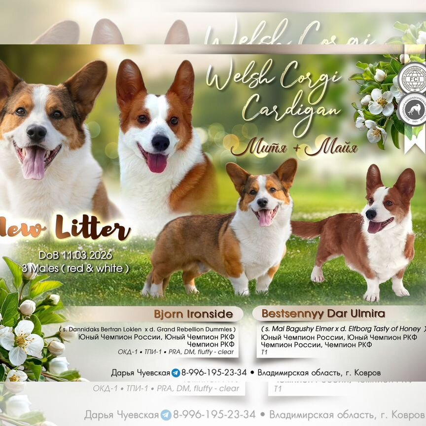 Вельш Корги Кардиган, щенок