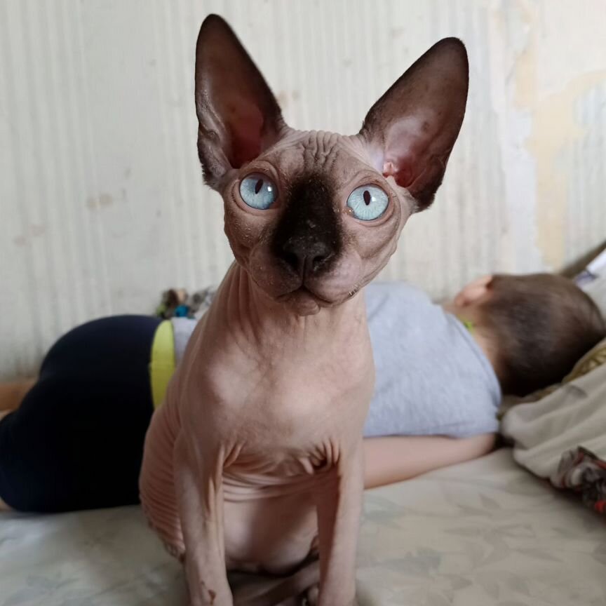 Канадский сфинкс