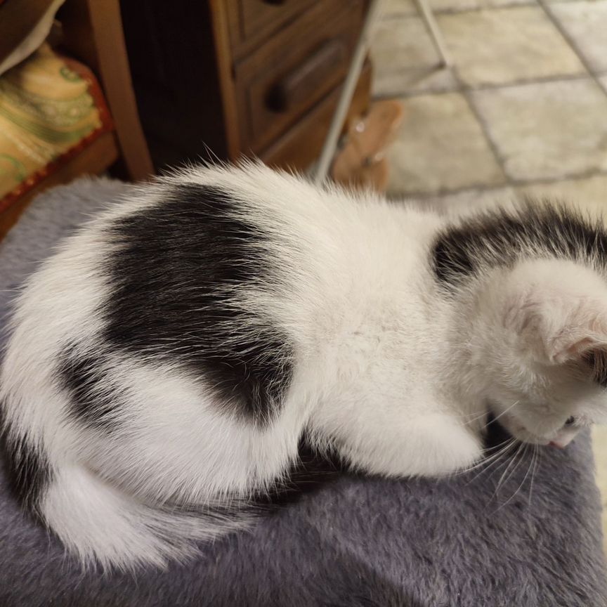 Котенок мальчик 1 нояб