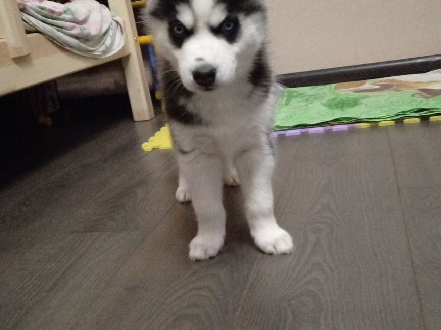 Сибирский хаски