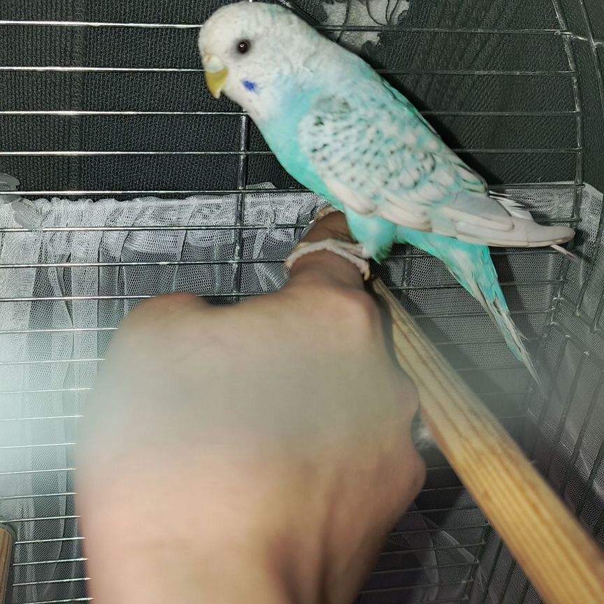 Волнистый попугай