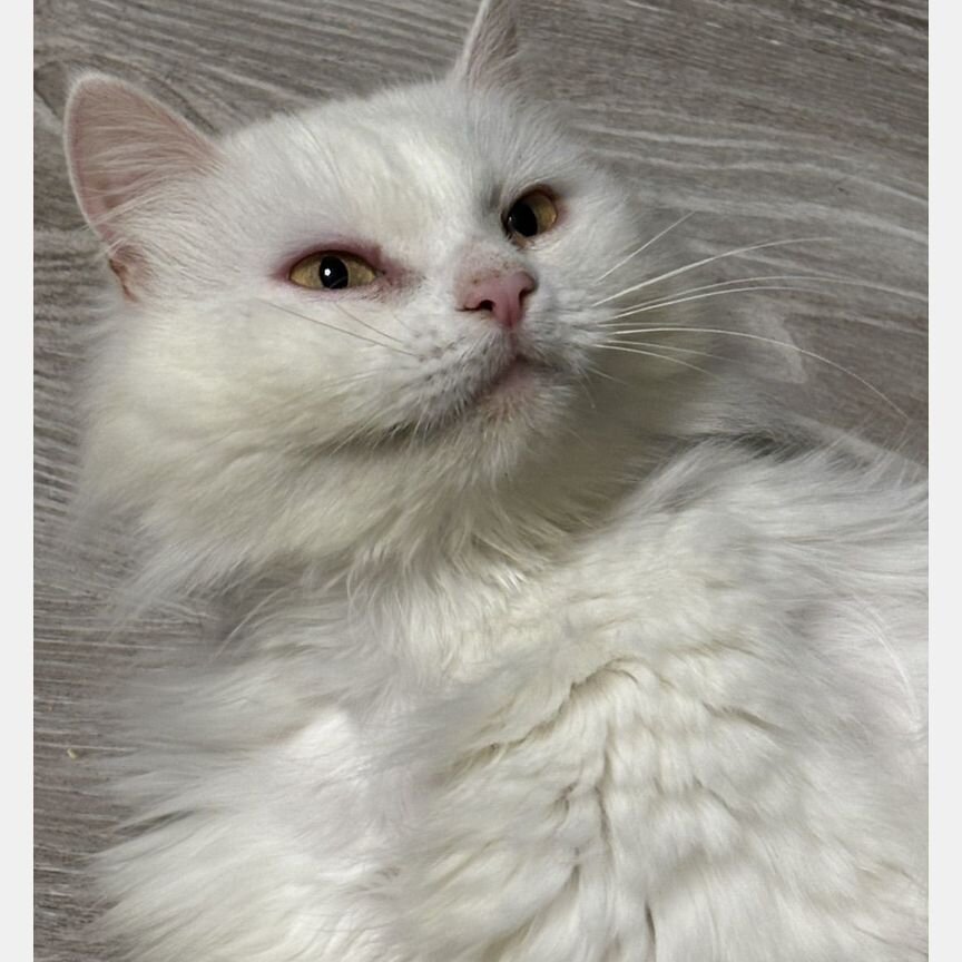 Кошка в добрые руки