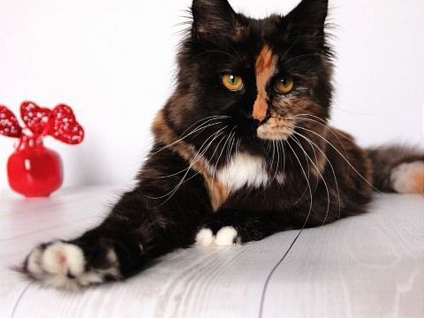 Кошечка мейн-кун