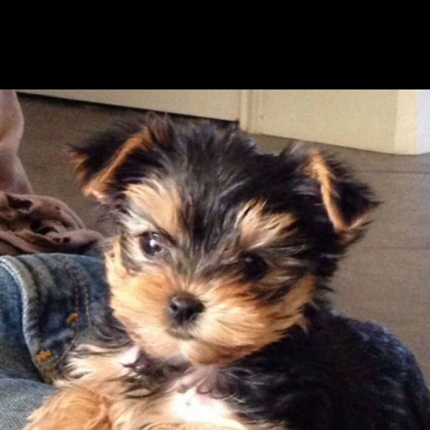 Йоркширский терьер