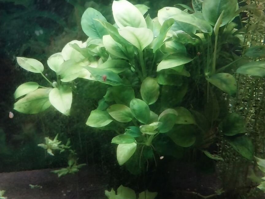 Коряги для аквариума