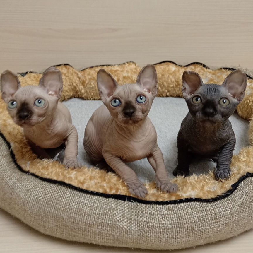Канадский сфинкс котёнок