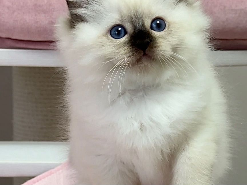 Котята рэгдолл