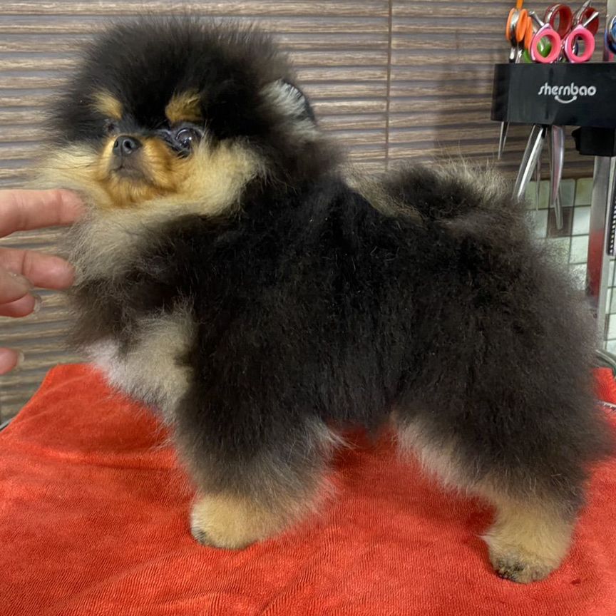 Померанский шпиц, щенок