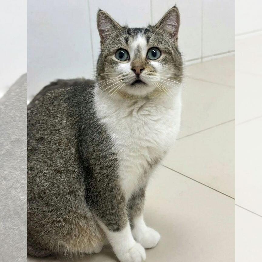 Взрослый кот в добрые руки