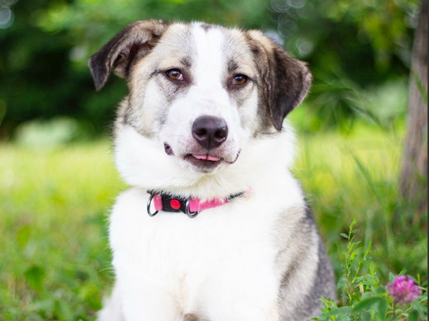 Собака в добрые руки отдам бесплатно